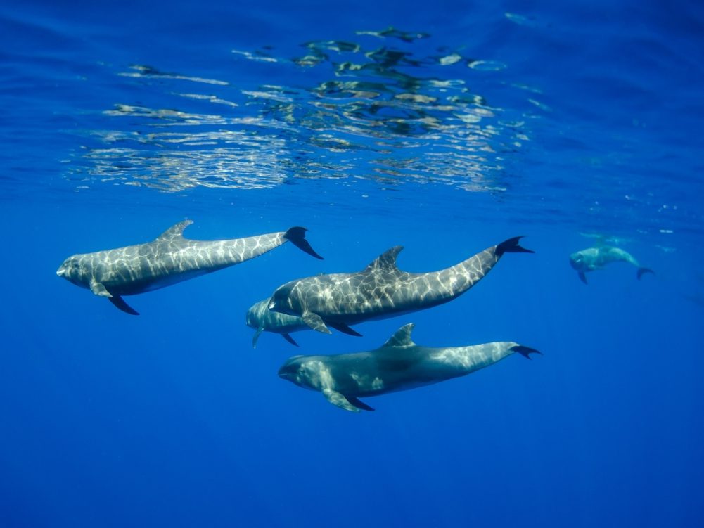 El canto de ballenas para relajarse | Blog de Teufel